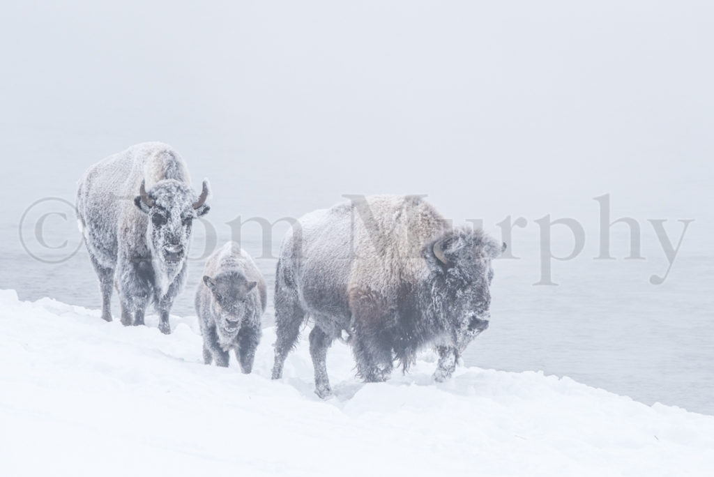 Bison Cow Frost – Tom Murphy Photography