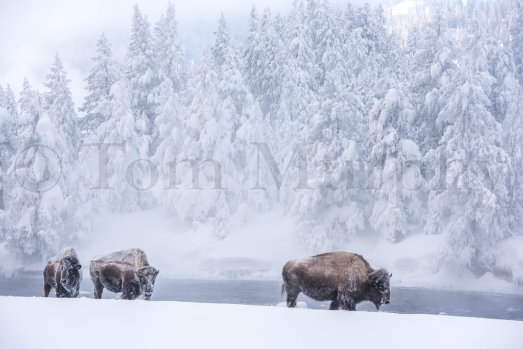 Bison Cows Frosted Firehole River – Tom Murphy Photography