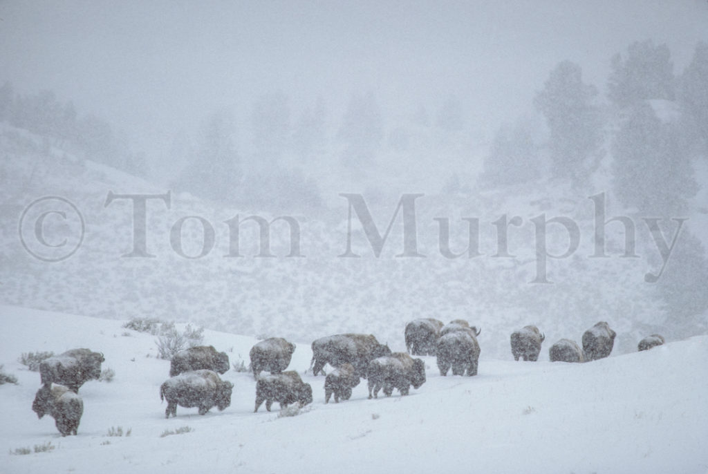 Bison Line In Snowstorm – Tom Murphy Photography