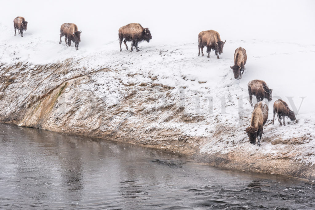 Bison Midway Geyser Basin Firehole River – Tom Murphy Photography