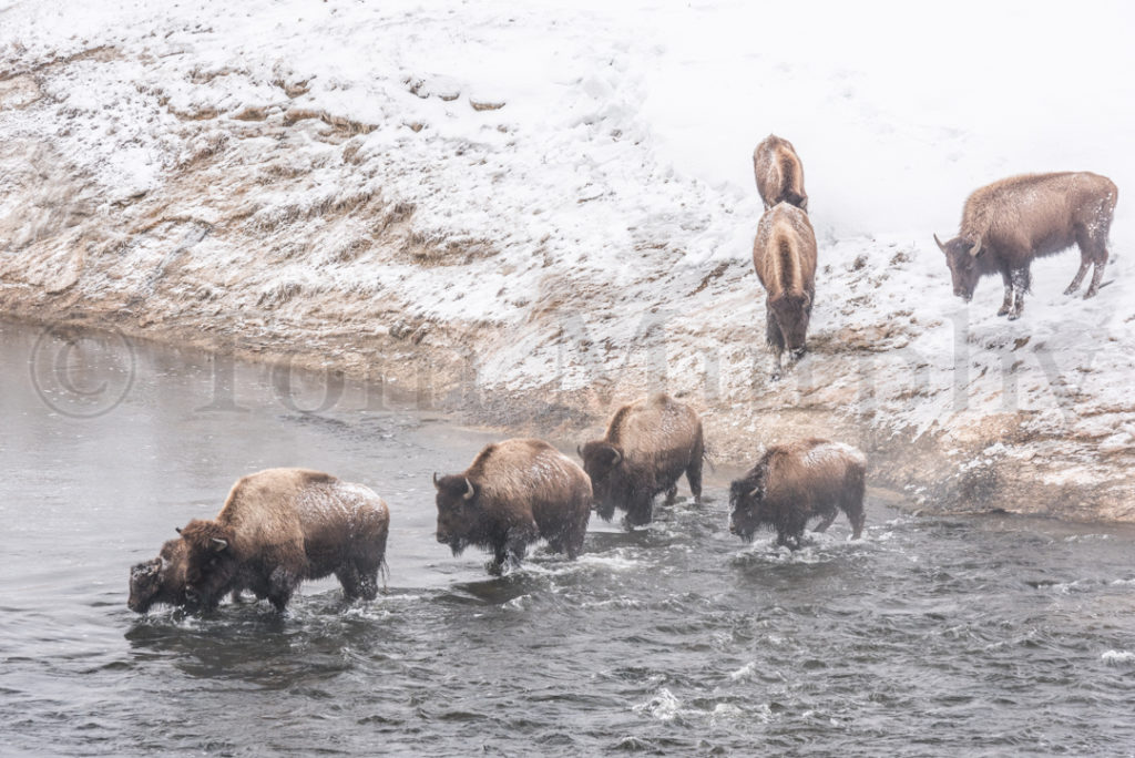 Bison Cow Frost – Tom Murphy Photography