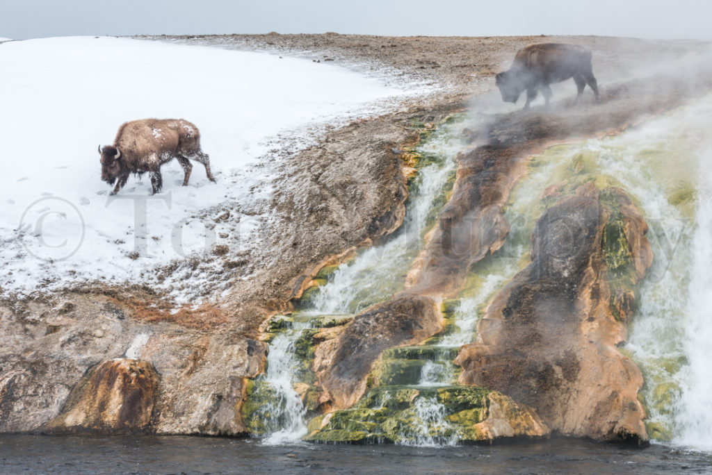 Bison Cow Frost – Tom Murphy Photography