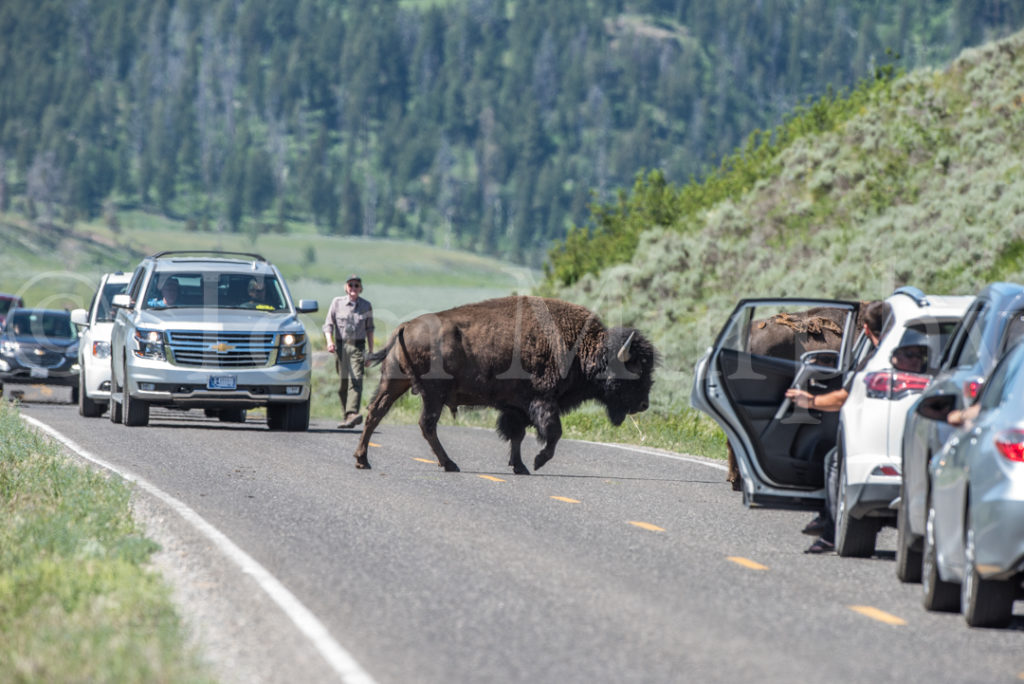 Bison Roadway Cars – Tom Murphy Photography