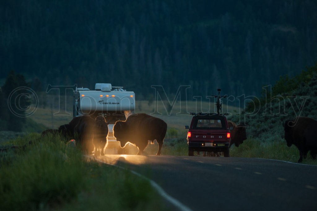 Bison Roadway – Tom Murphy Photography