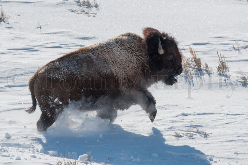 Bison Cow Frost – Tom Murphy Photography