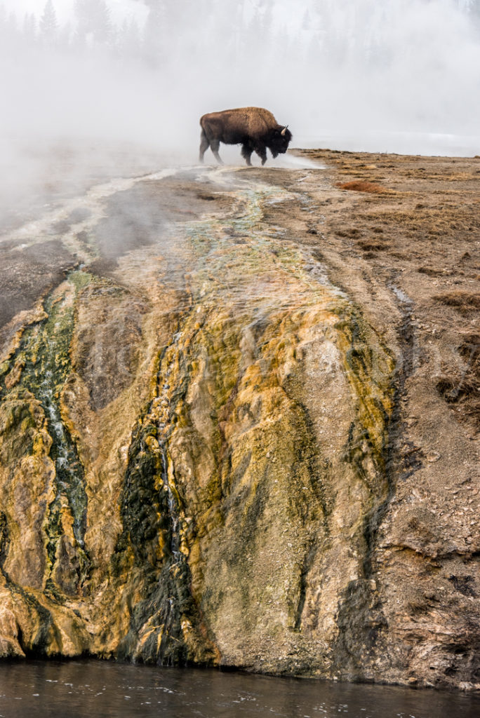 Bison Runoff Channel Geyser Hill – Tom Murphy Photography