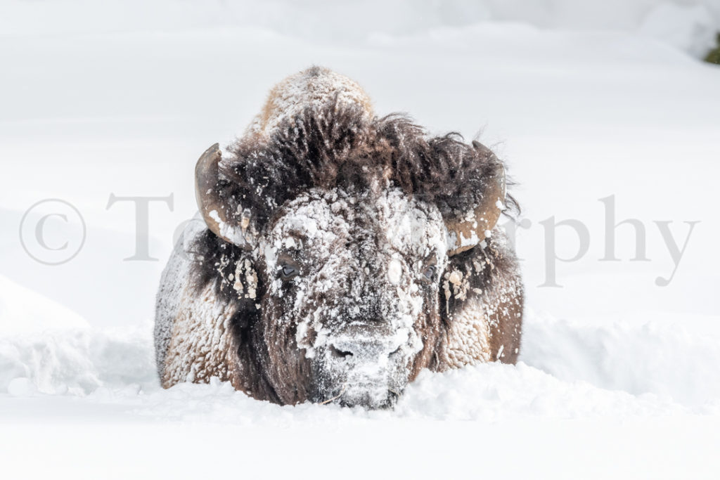 Bison Snow Face – Tom Murphy Photography