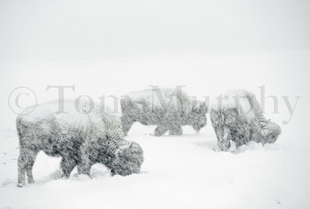 Bison Snowstorm – Tom Murphy Photography