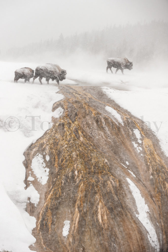 Bison Snowstorm Cascade Geyser Runoff – Tom Murphy Photography