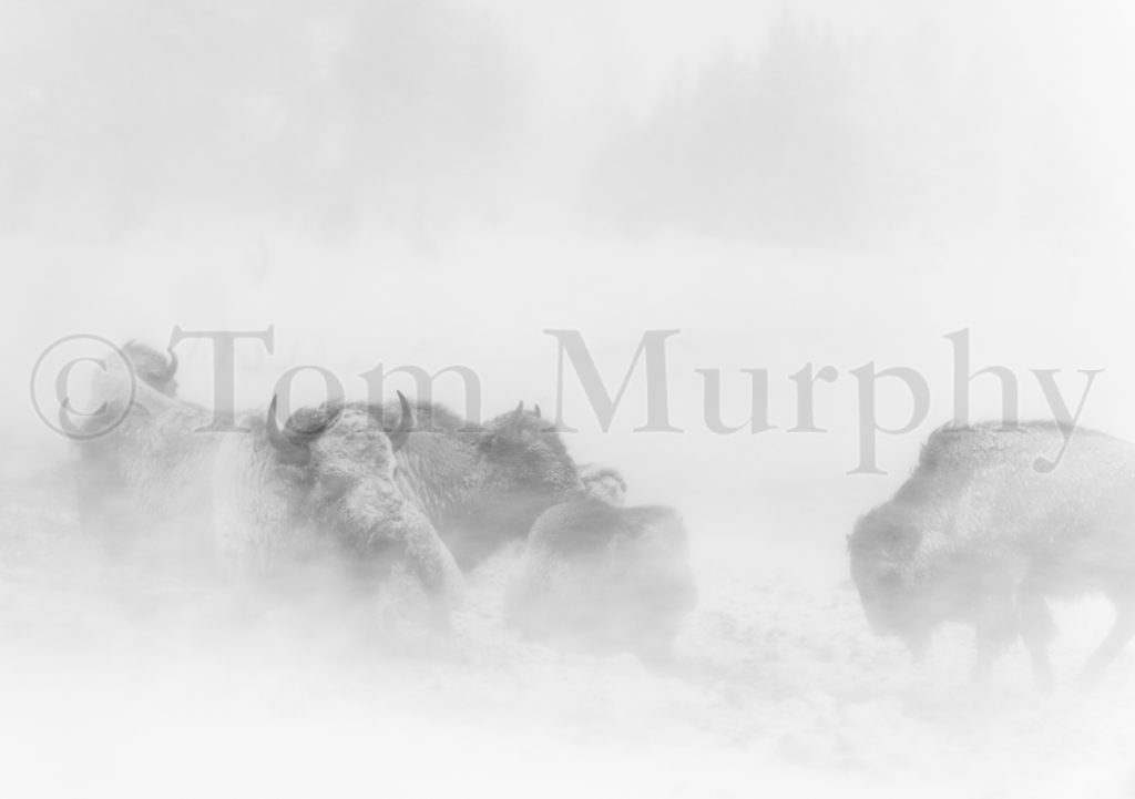 Bison Snowstorm – Tom Murphy Photography