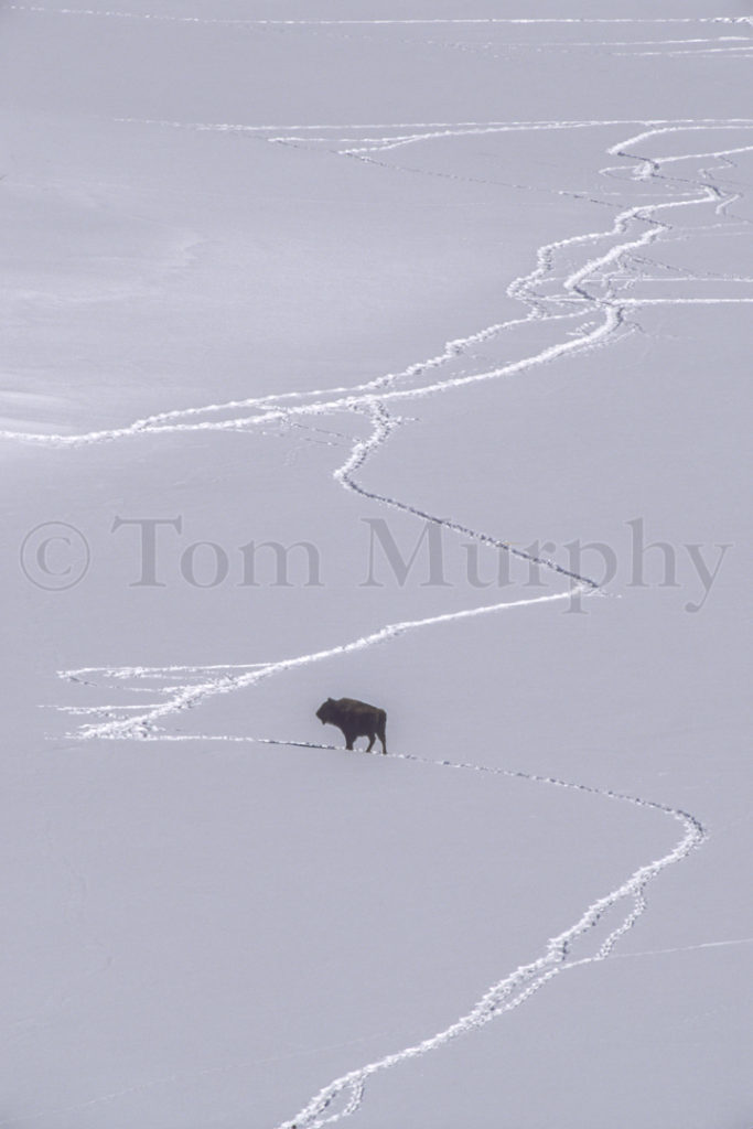 Bison & Tracks In Snow – Tom Murphy Photography