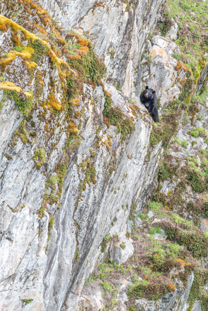 Black Bear Climbing Cliff – Tom Murphy Photography