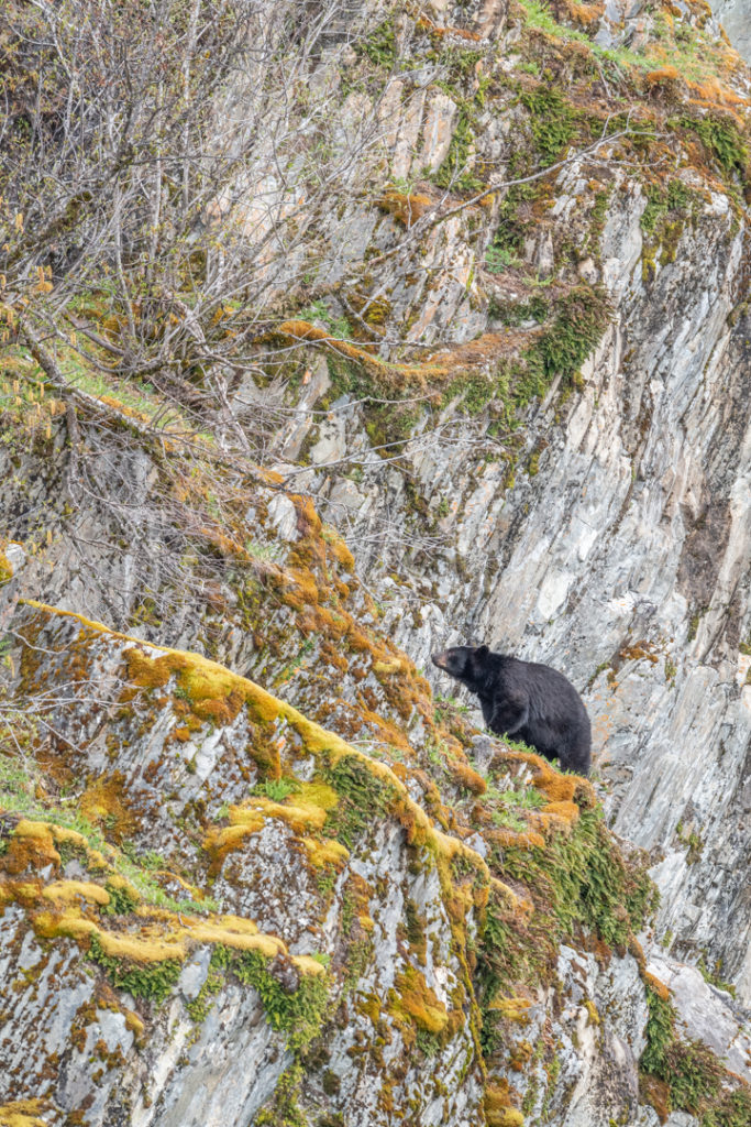 Black Bear Climbing Cliff – Tom Murphy Photography