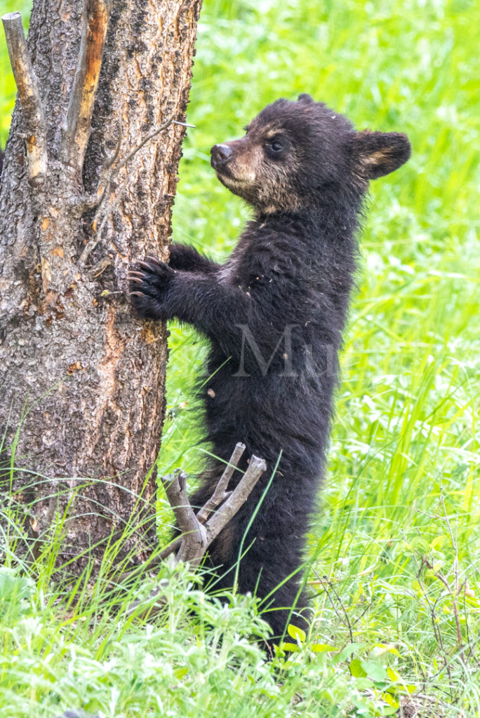 Black Bear Cub Climbing Tree Tom Murphy Photography