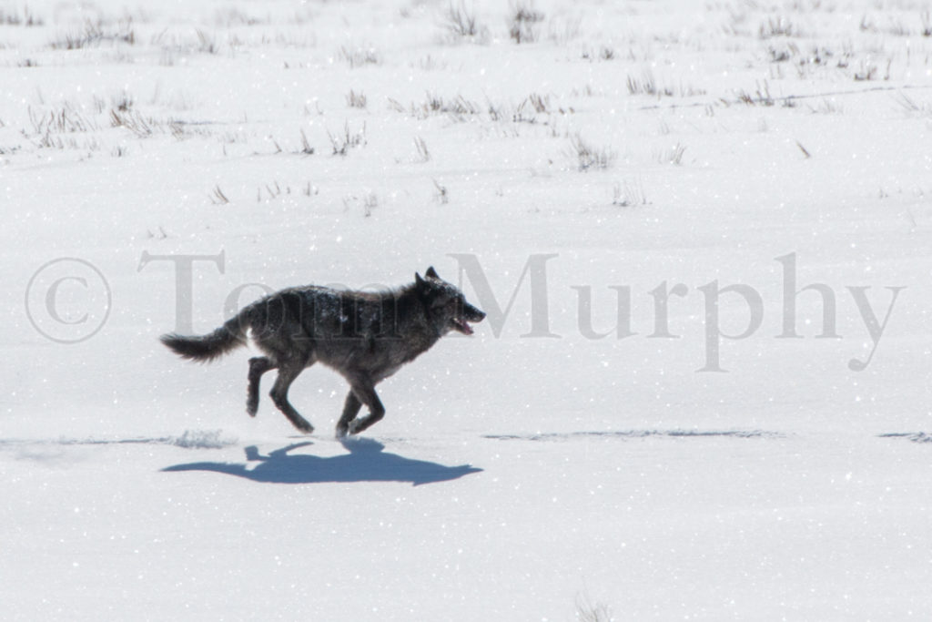 Black Wolf Running – Tom Murphy Photography