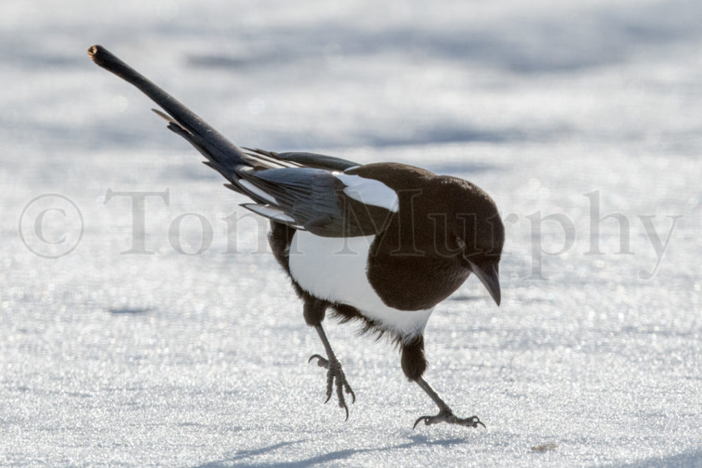 Blackbilled Magpie Walking – Tom Murphy Photography