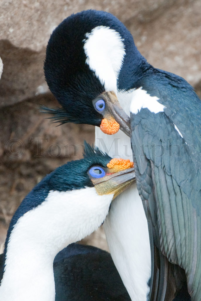 Blue-eyed Shags Grooming – Tom Murphy Photography