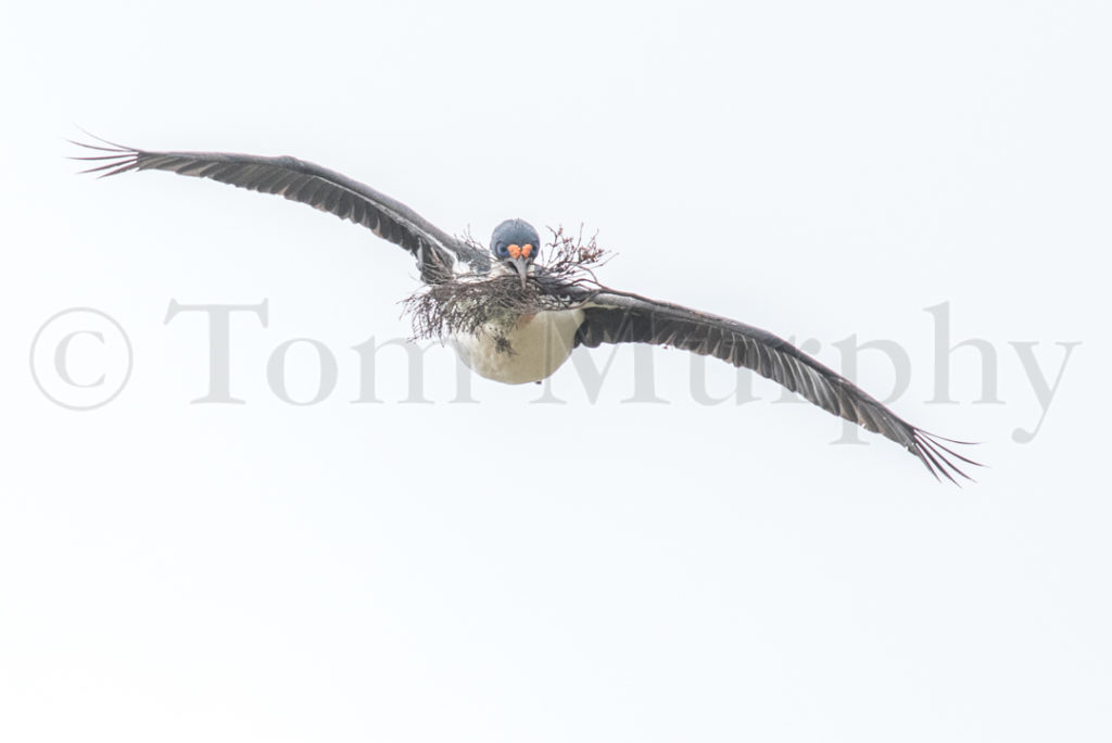 Blue Eyed Shag Flying – Tom Murphy Photography