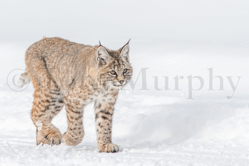 Bobcat – Tom Murphy Photography