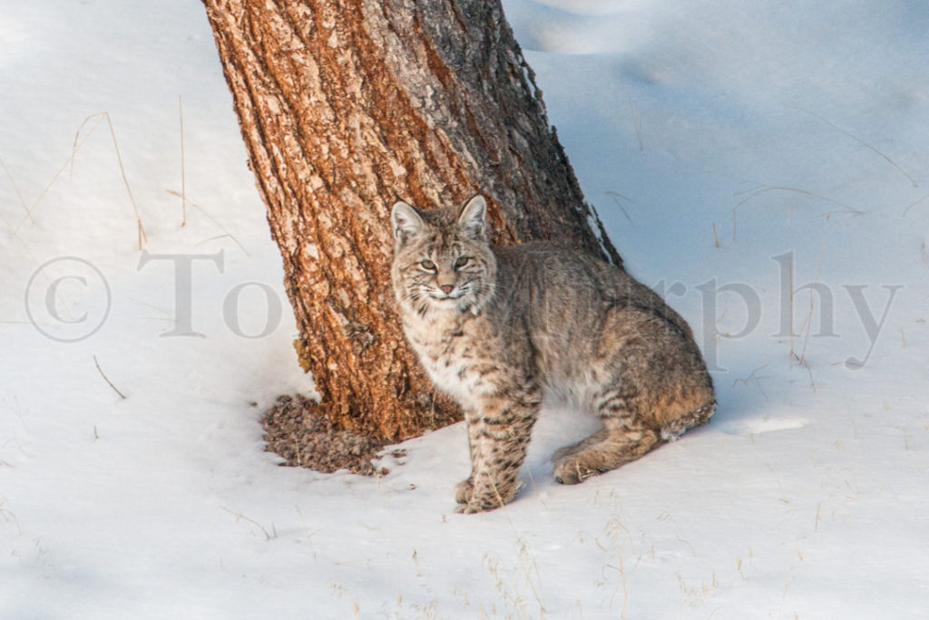 Bobcat – Tom Murphy Photography