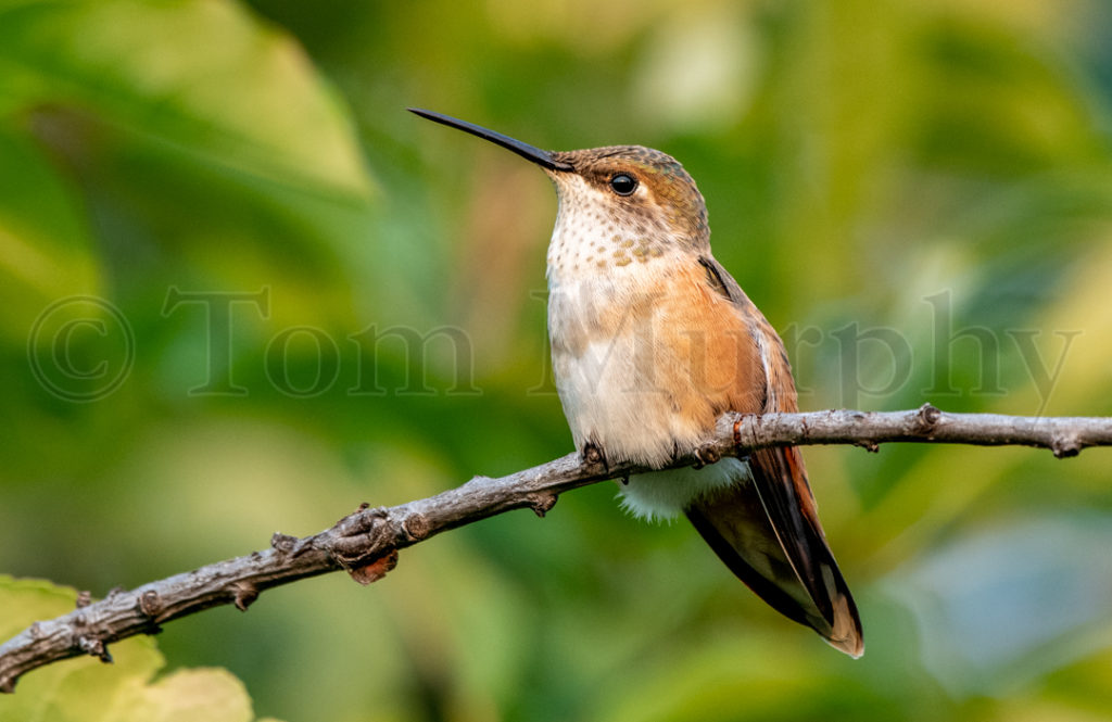 Broadtailed Hummingbird – Tom Murphy Photography