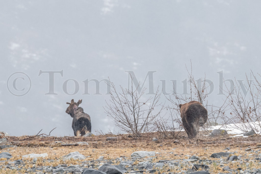 Brown Bear Chasing Bull Moose – Tom Murphy Photography