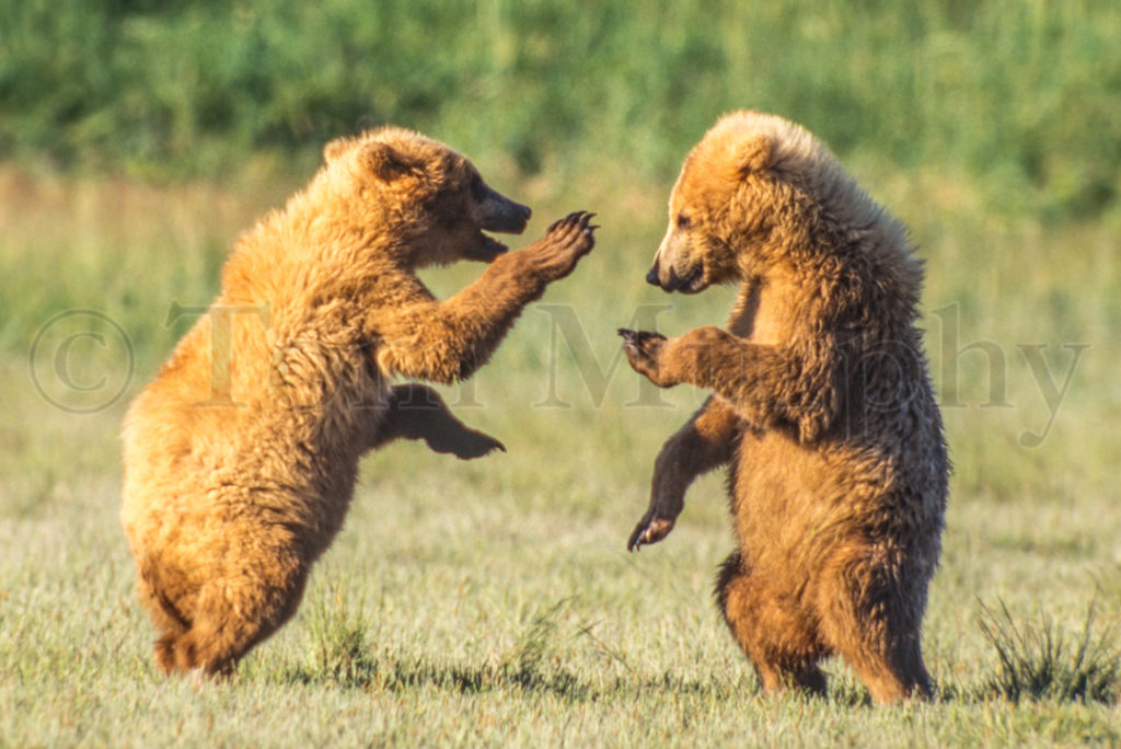 Brown Bear Cubs Playing – Tom Murphy Photography