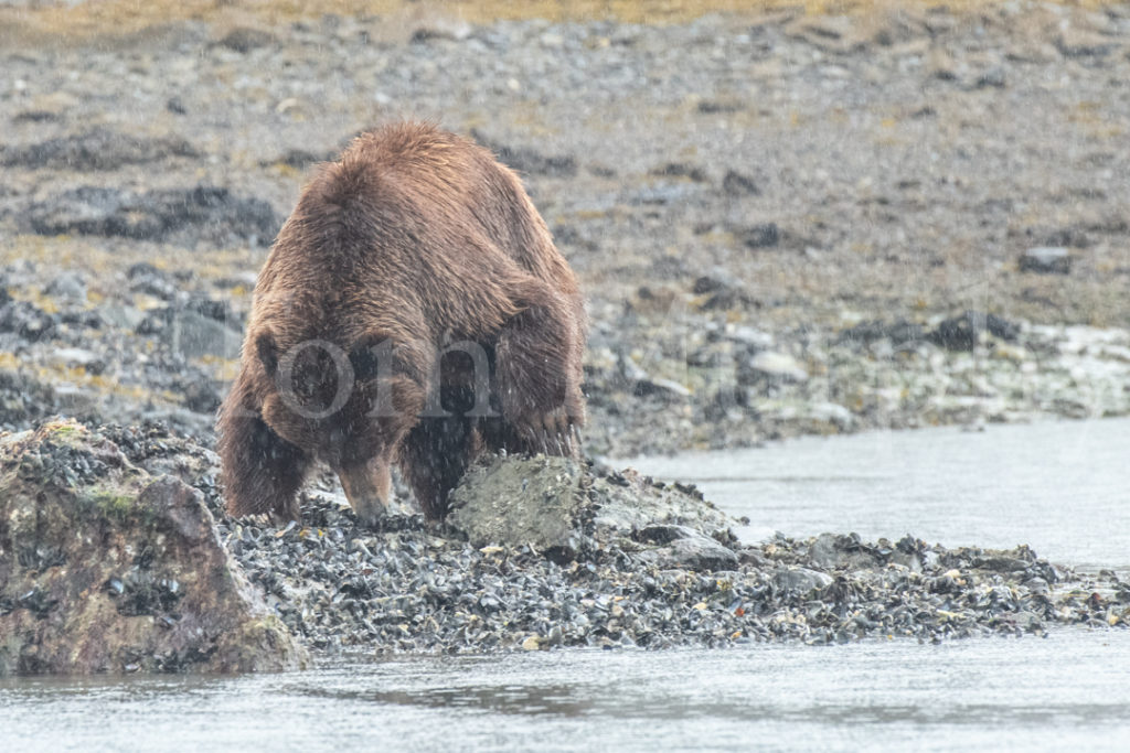 Brown Bear Feeding Rocks Shore – Tom Murphy Photography