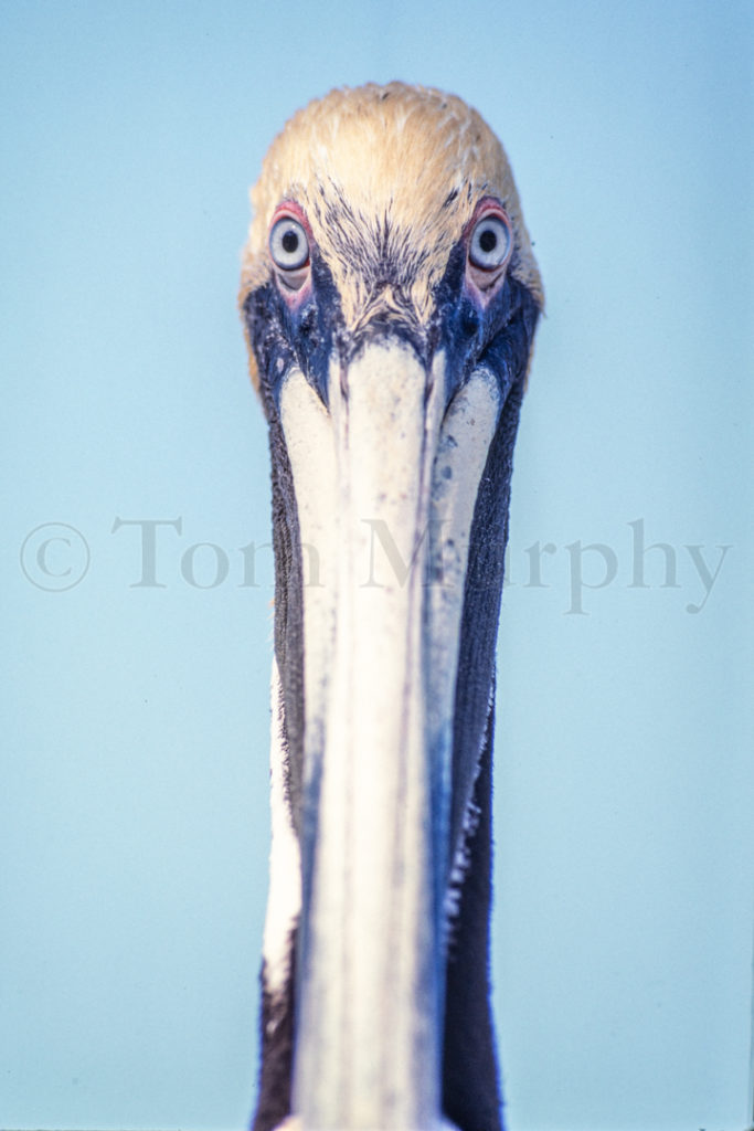 Brown Pelican Face – Tom Murphy Photography