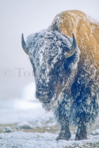 Bison – Tom Murphy Photography