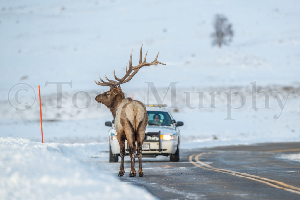 Bull Elk Car Roadway – Tom Murphy Photography