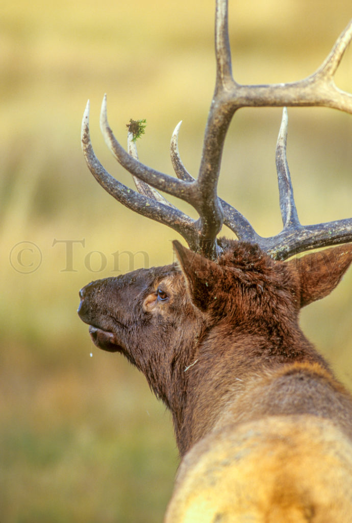 Bull Elk Head – Tom Murphy Photography