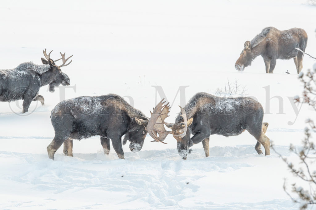 Bull Moose Sparring – Tom Murphy Photography