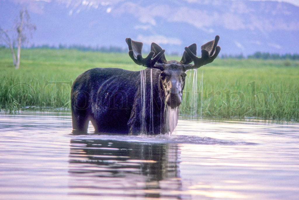 Bull Moose Water Antlers – Tom Murphy Photography