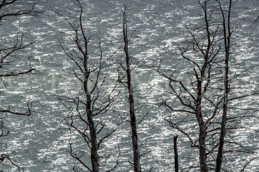 Burned Trees Wave Pattern – Tom Murphy Photography