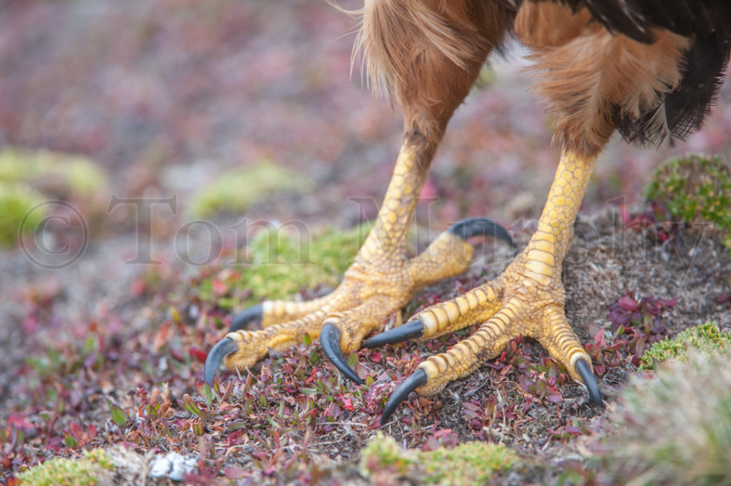 Caracara Feet – Tom Murphy Photography