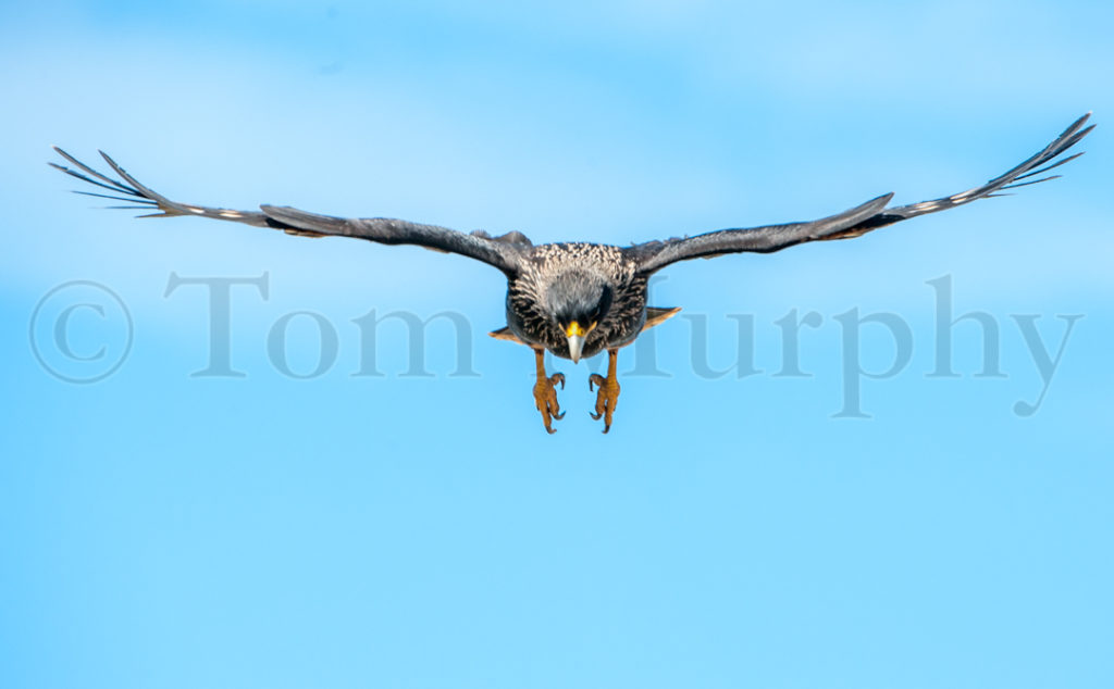 Caracara Flying – Tom Murphy Photography