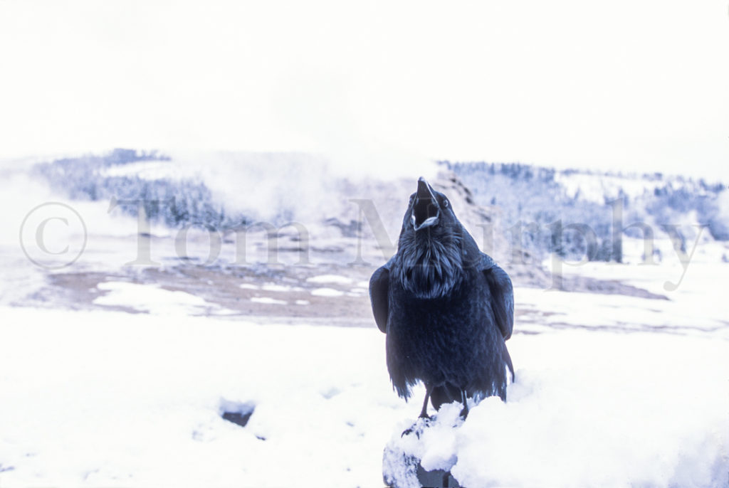 Castle Geyser Raven – Tom Murphy Photography