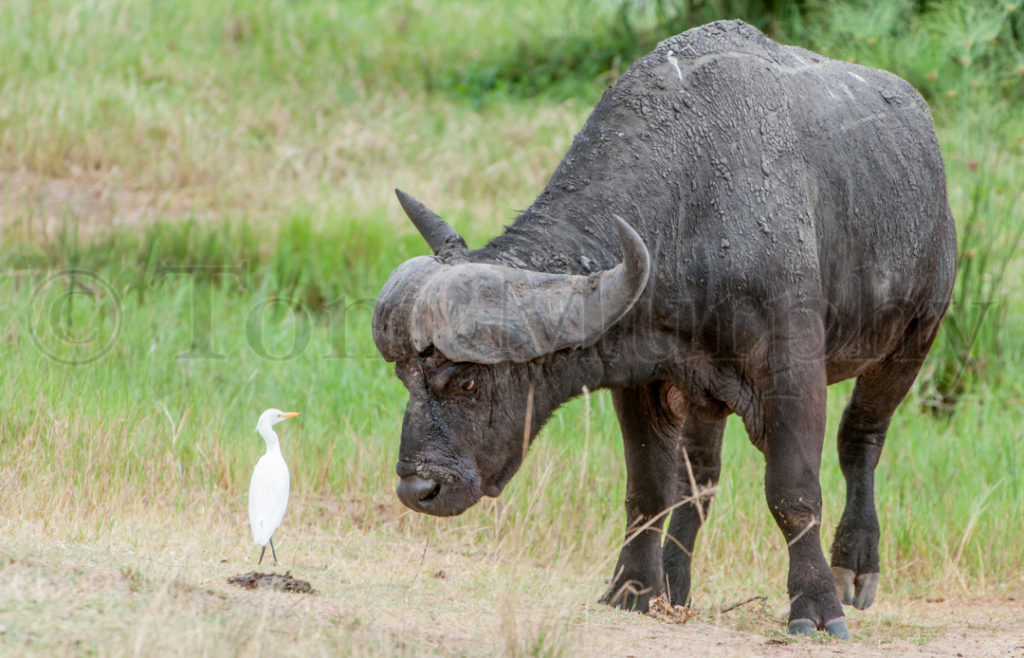 Cattle Egret Cape Buffalo – Tom Murphy Photography