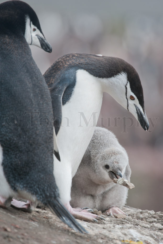 Chinstrap Penguin Adults Chick – Tom Murphy Photography