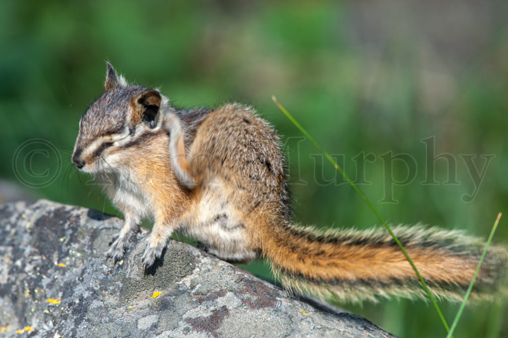 Chipmunk Scratching – Tom Murphy Photography