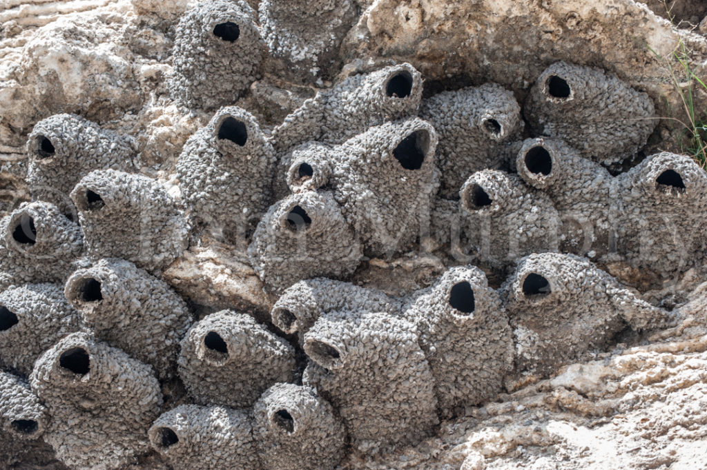 Cliff Swallow Nests – Tom Murphy Photography
