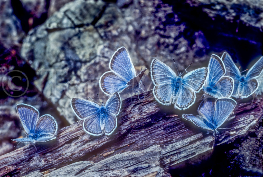 Copper Blue Butterflies – Tom Murphy Photography