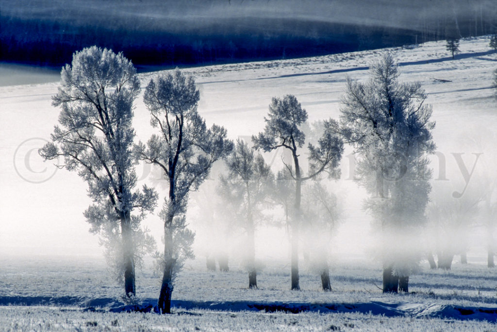 Cottonwood Frost Fog – Tom Murphy Photography