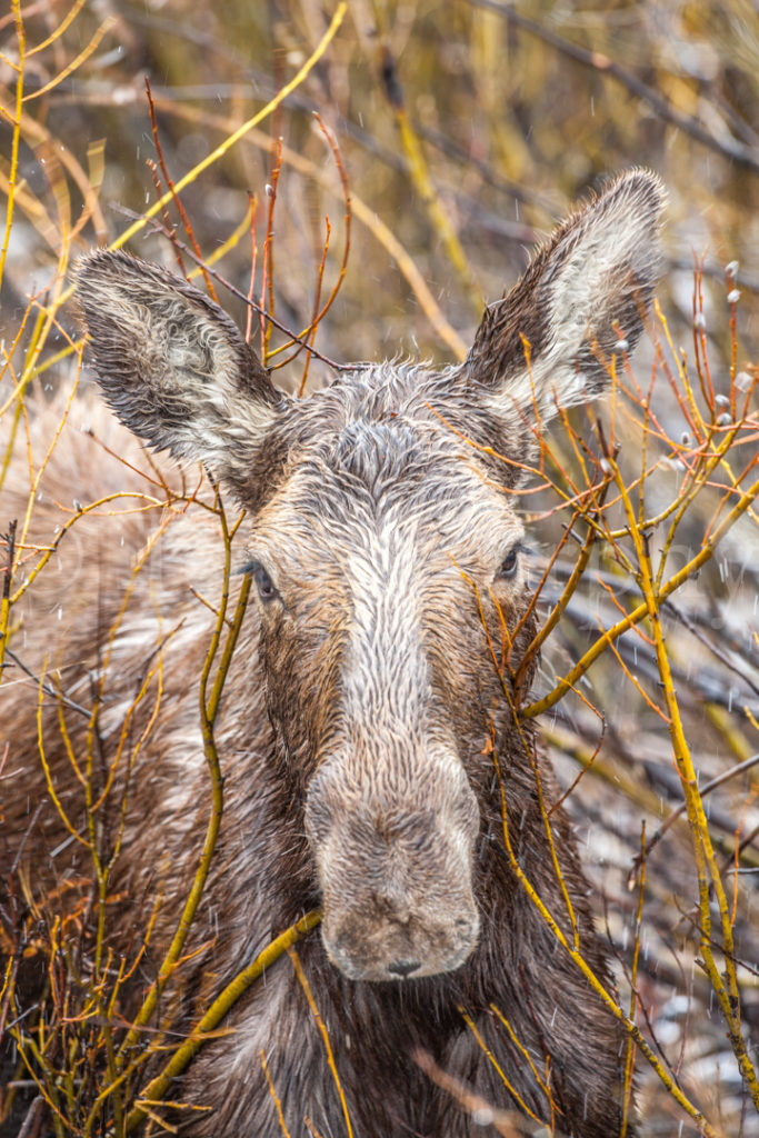 Cow Moose Head – Tom Murphy Photography