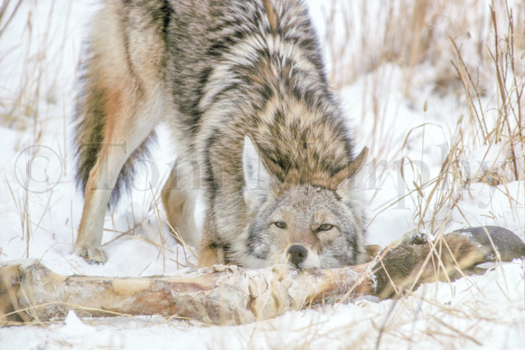 Coyote Bison Bone – Tom Murphy Photography