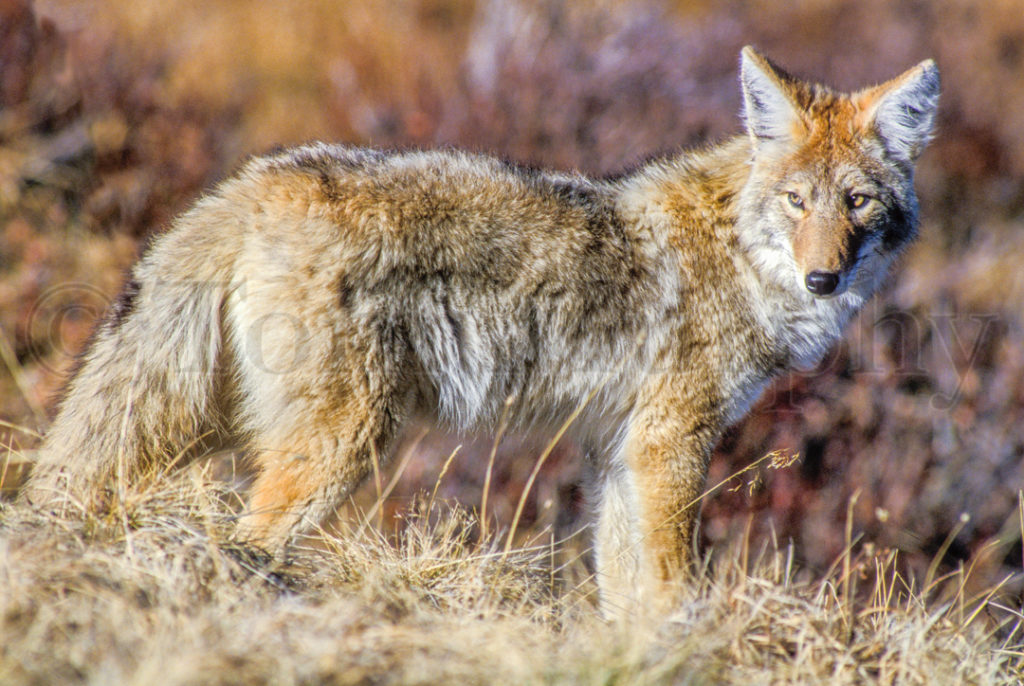 Coyote Broadside – Tom Murphy Photography