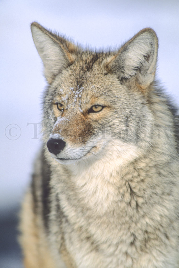 Coyote Head – Tom Murphy Photography