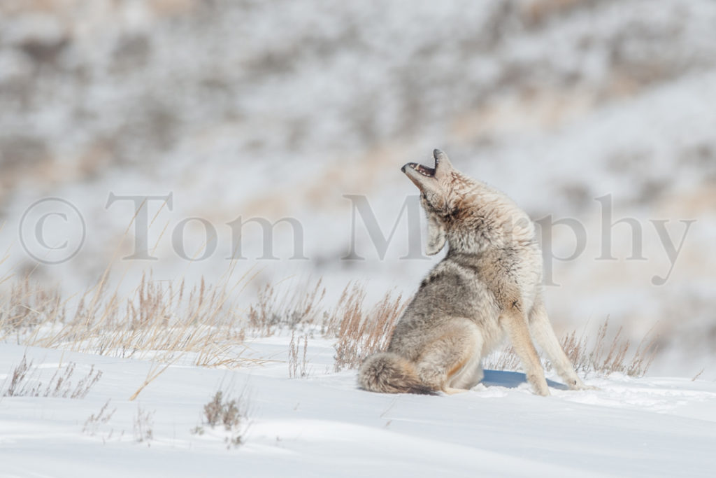 Coyote Howling – Tom Murphy Photography