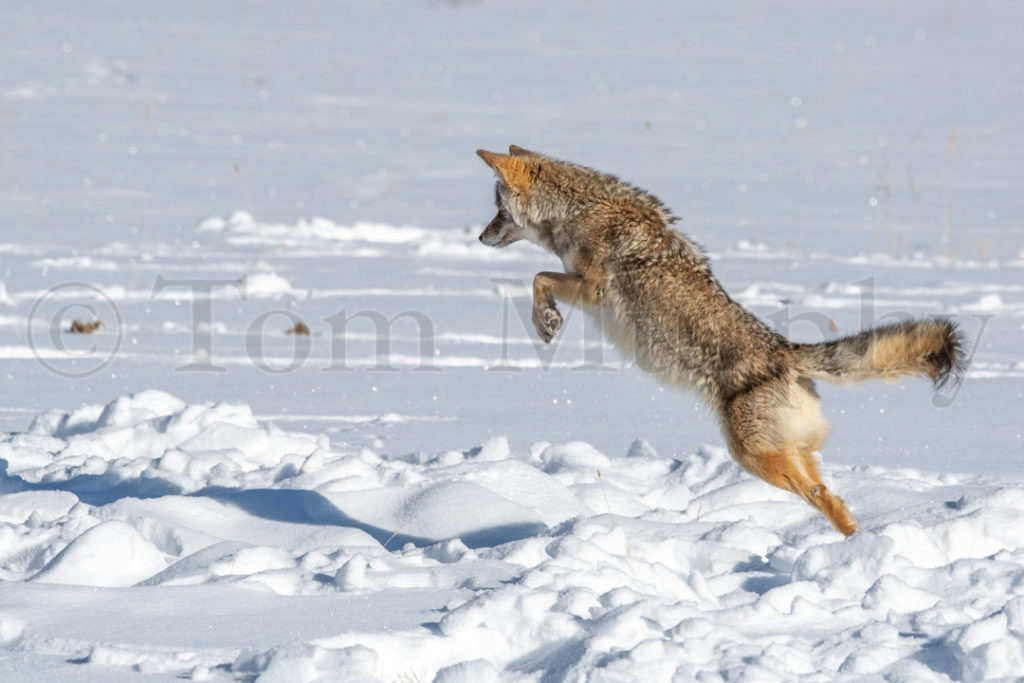 Coyote Hunting Jump – Tom Murphy Photography